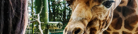 Animal Experiences | Blackpool Zoo