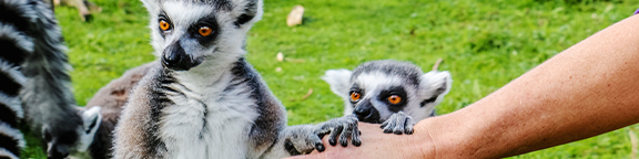 Animal Interactions| Blackpool Zoo