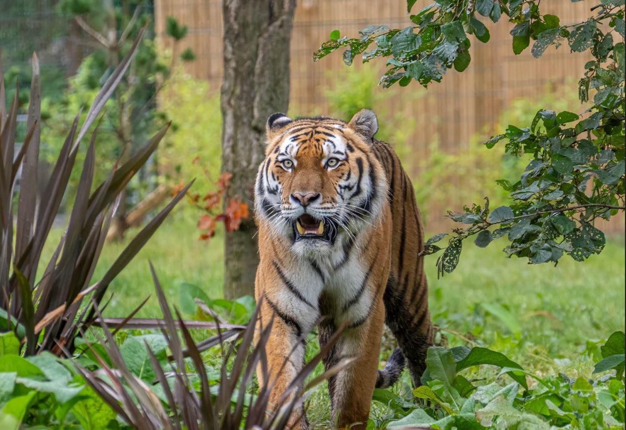 One of the UK’s top animal parks | Blackpool Zoo