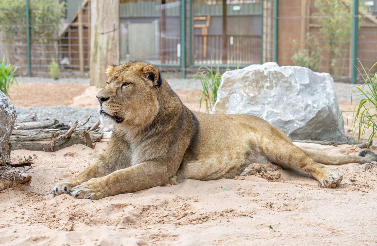 Big cats are back at Blackpool Zoo | Blackpool Zoo