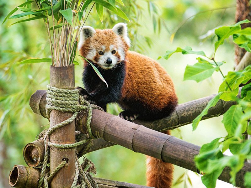 Adopt A Red Panda | Support Endangered Species