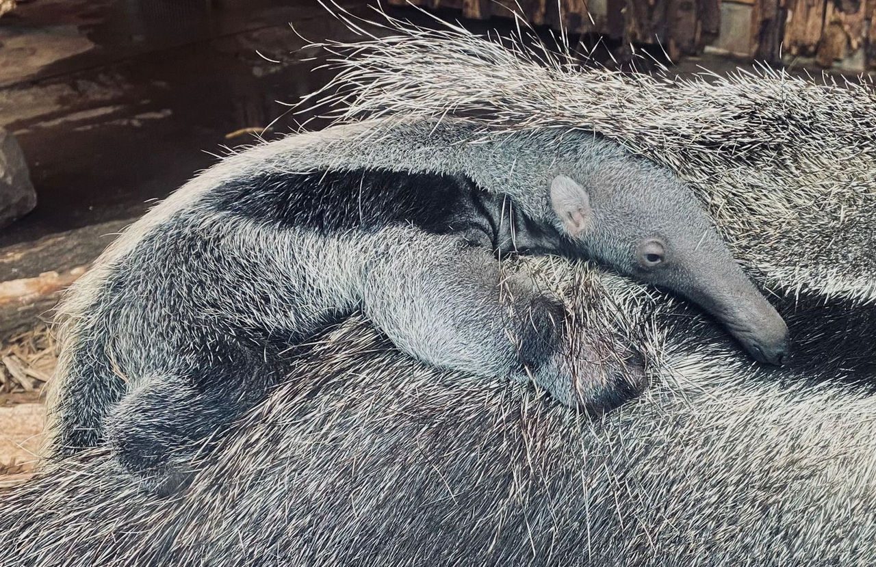 Giant anteater baby born | Blackpool Zoo