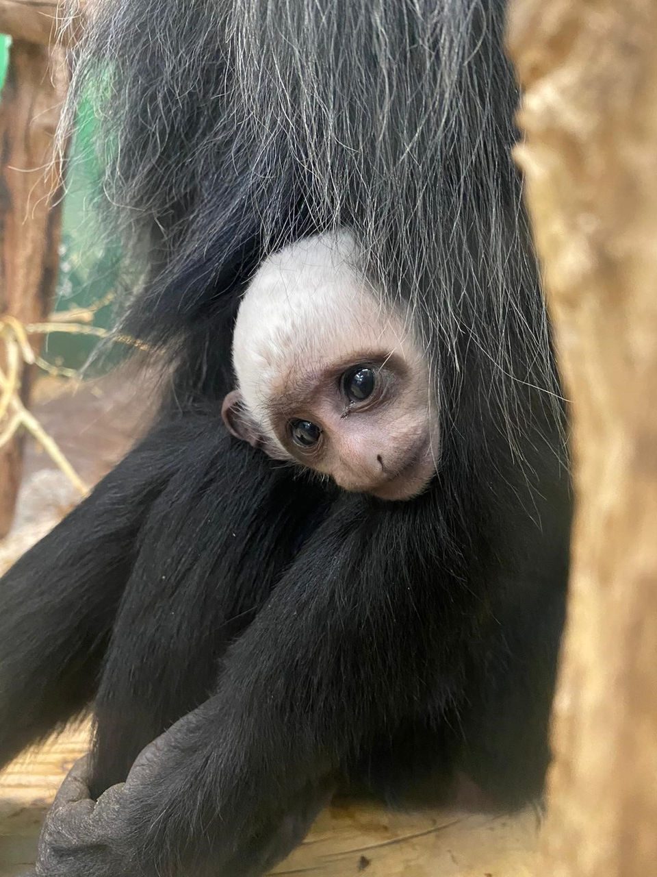 Coronation of a King (colobus monkey) | Blackpool Zoo