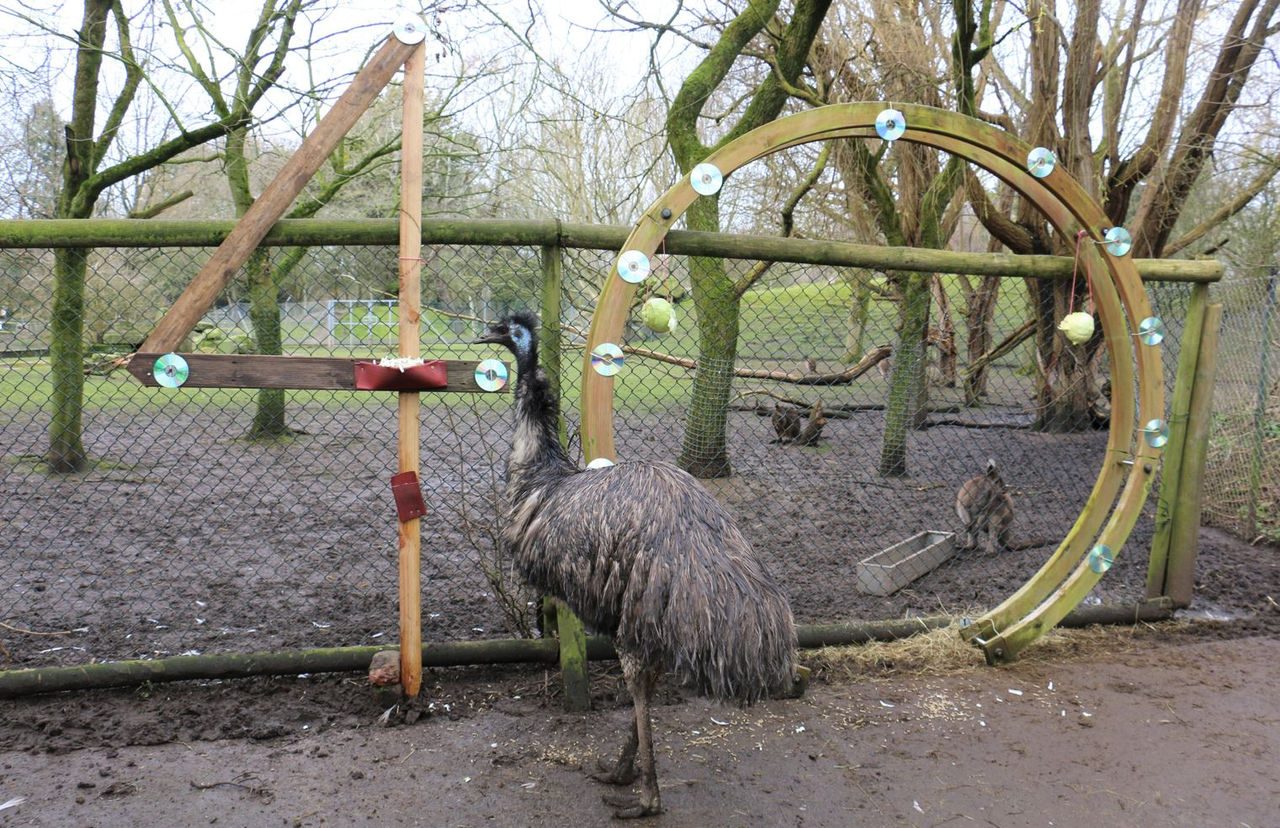 Birthday celebrations for one of the world’s oldest emus | Blackpool Zoo