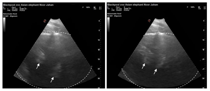 Major milestone for the pregnant elephants! | Blackpool Zoo