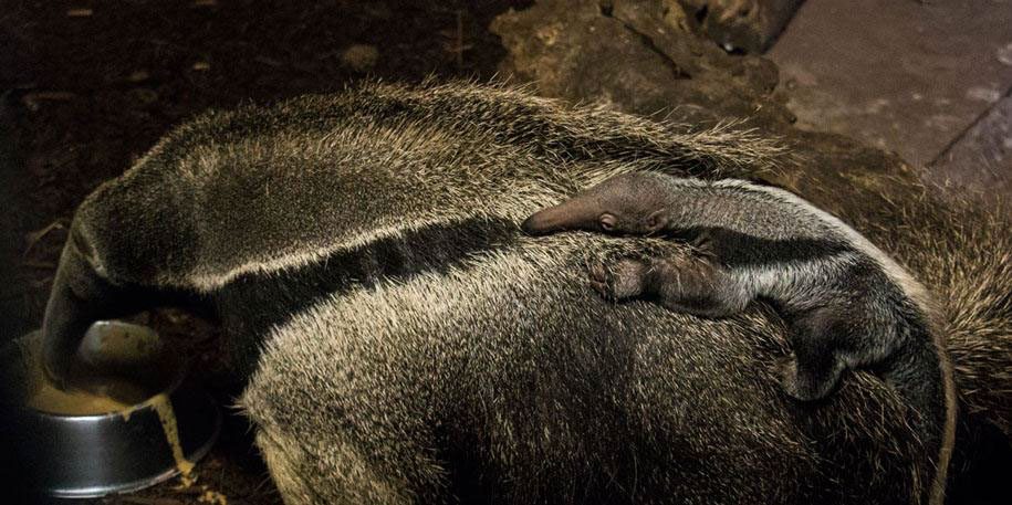 A baby giant is born - Say hello to our baby Giant Anteater ...
