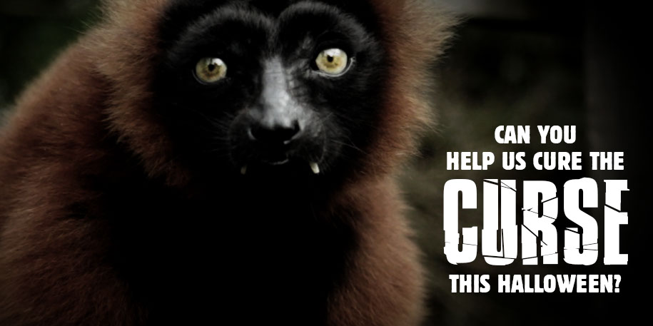 A Curse upon Blackpool Zoo at Halloween! | Blackpool Zoo
