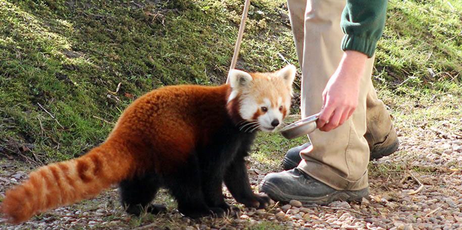 How to Train Pandas | Blackpool Zoo