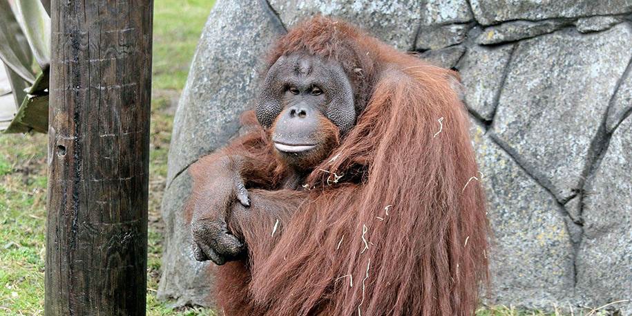 Orangutan Breeding Programme Update | Blackpool Zoo