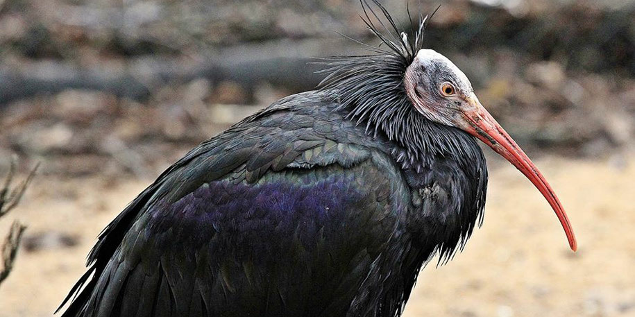 We're flying high after praise in BIAZA national report | Blackpool Zoo