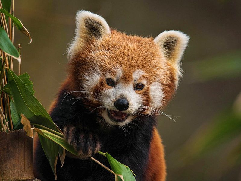 One of the UK’s top animal parks | Blackpool Zoo