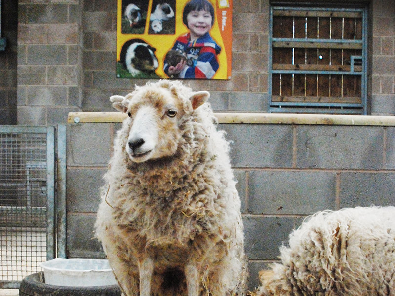 Blackpool Childrens Farm | Interactive Animal Fun