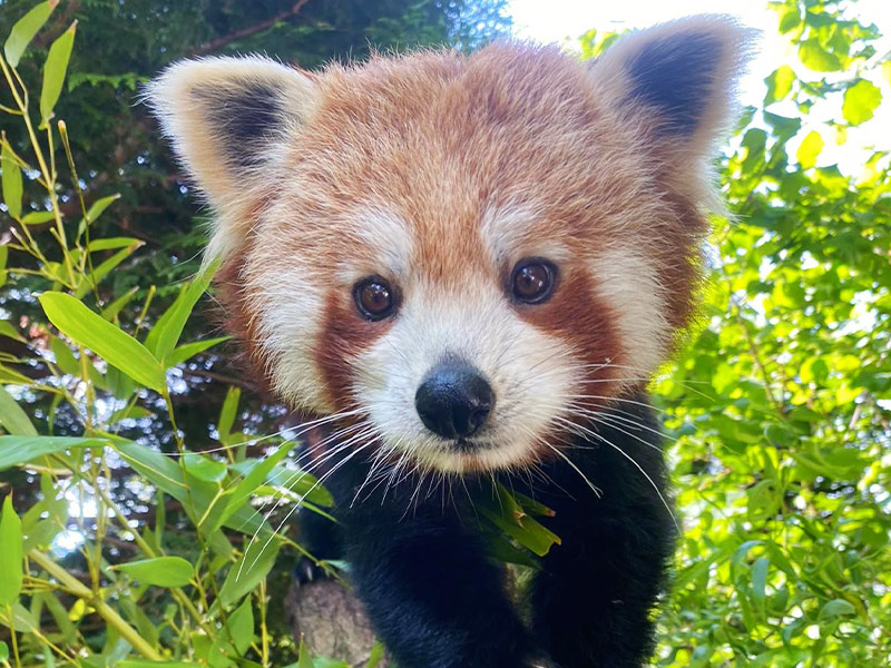 Opening Times | Buy online & save | Blackpool Zoo